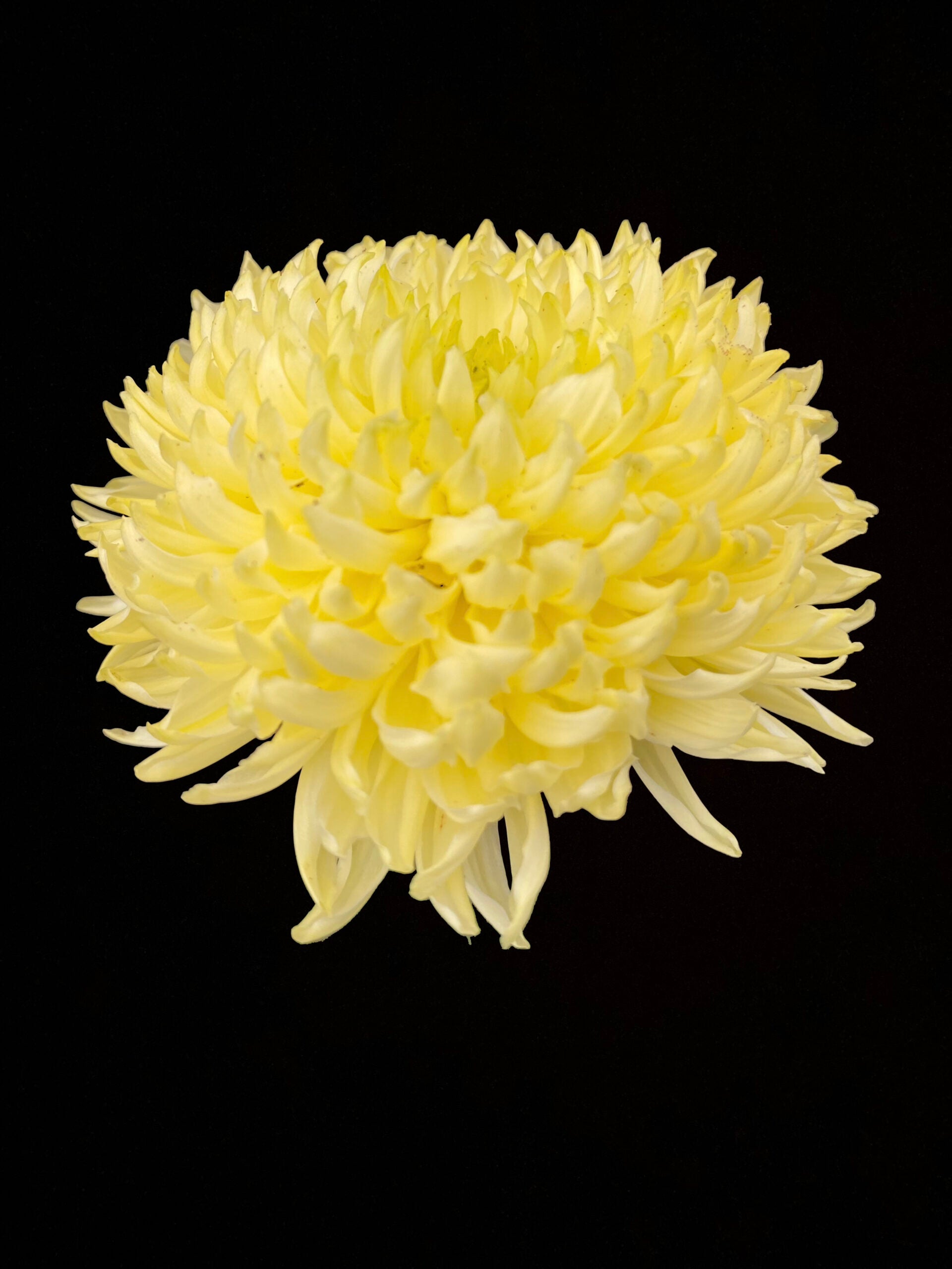 Primrose Tennis – Oregon Chrysanthemums and Hostas LLC