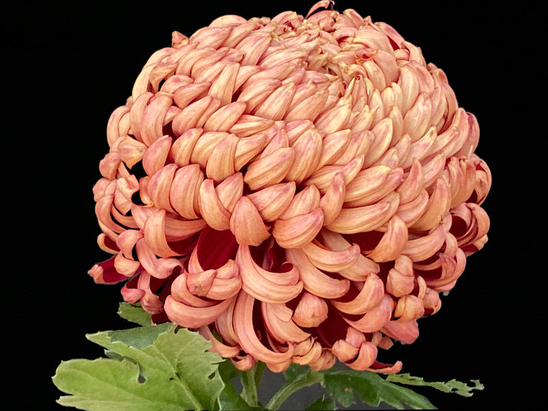 Red Cymbal – Oregon Chrysanthemums and Hostas LLC