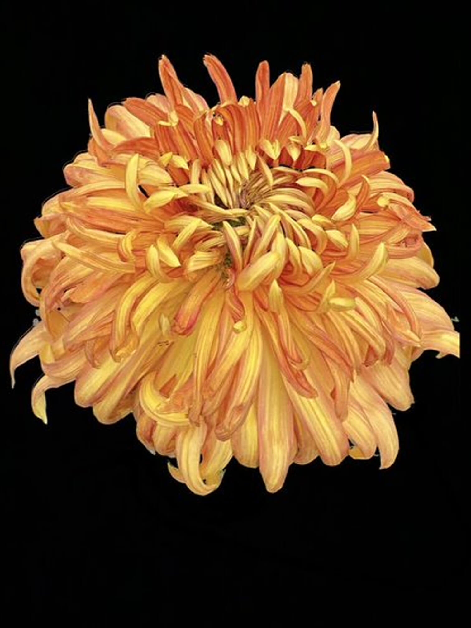Ralph Lambert – Oregon Chrysanthemums and Hostas LLC