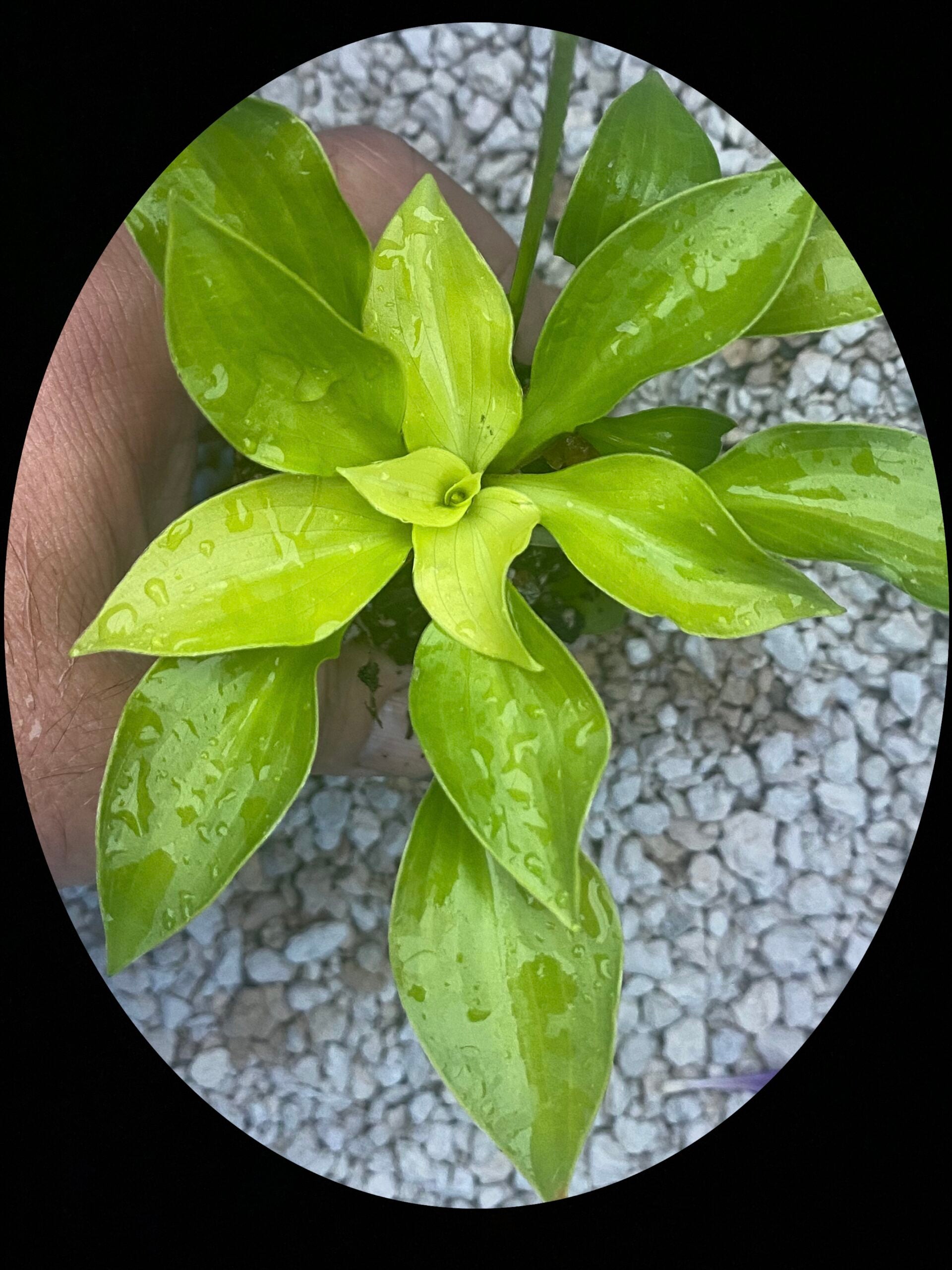 Shiny Penny-Hosta – Oregon Chrysanthemums and Hostas LLC