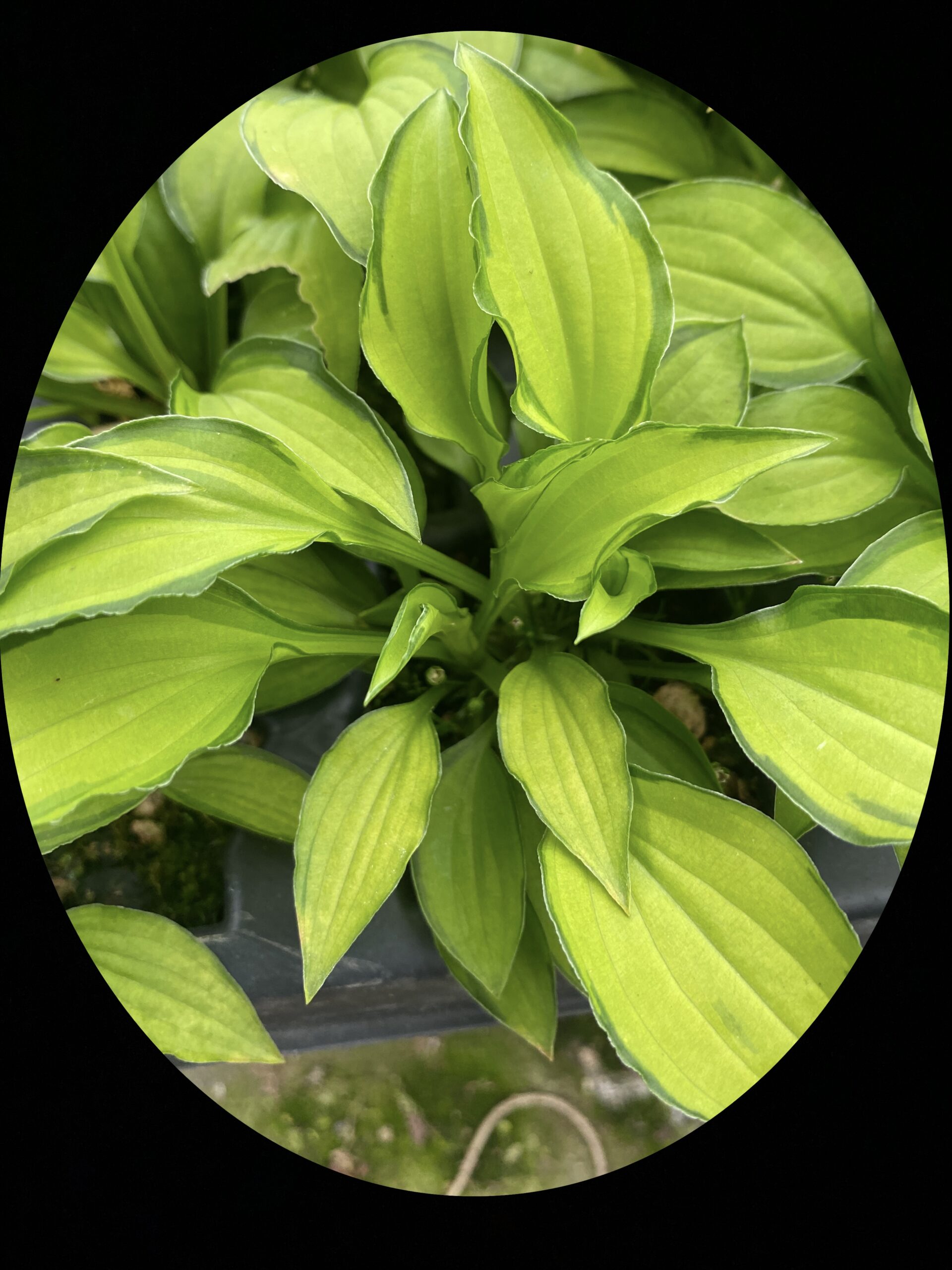Twist of Lime-Hosta – Oregon Chrysanthemums and Hostas LLC