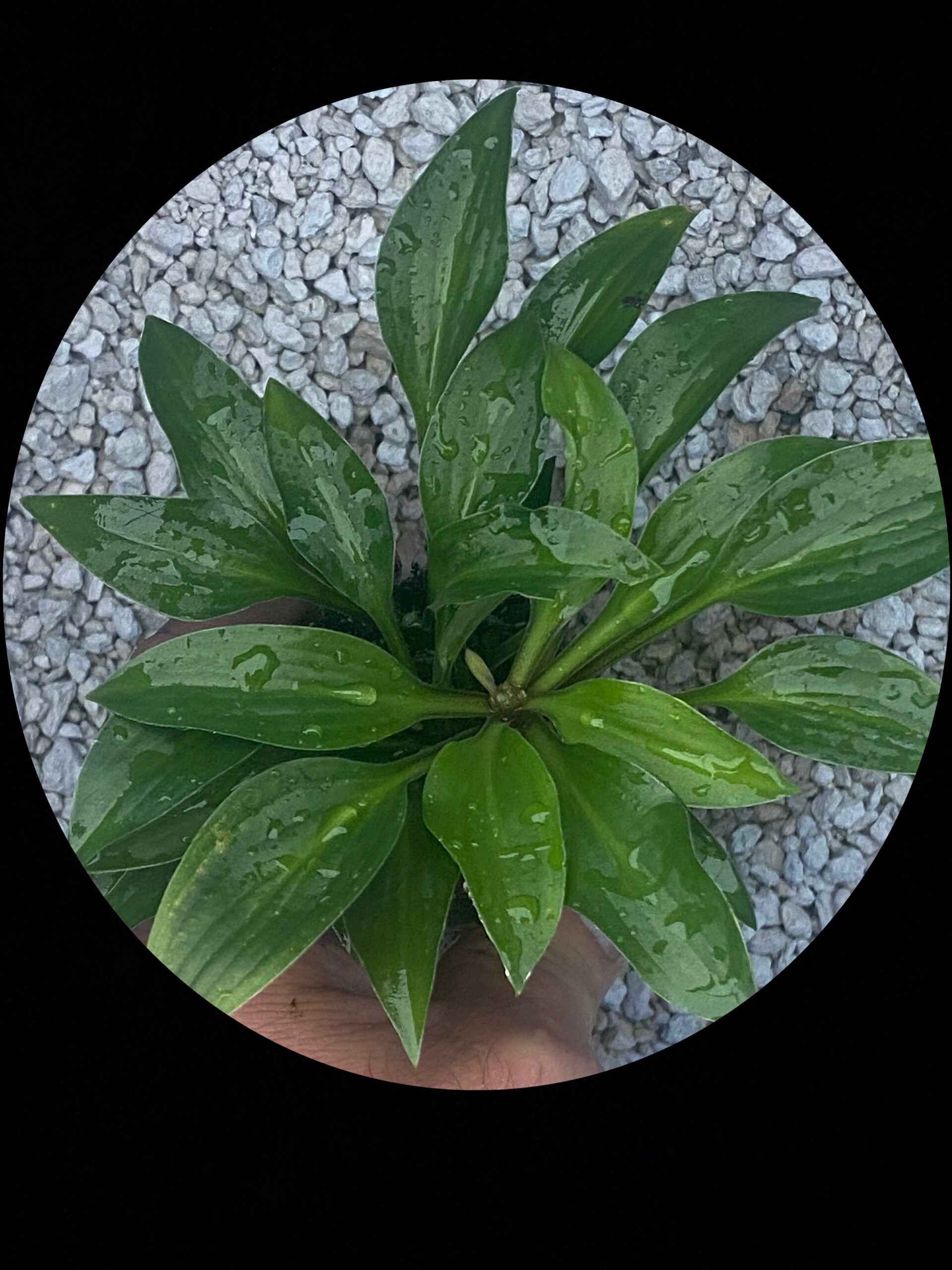 Walden Green-Hosta – Oregon Chrysanthemums and Hostas LLC