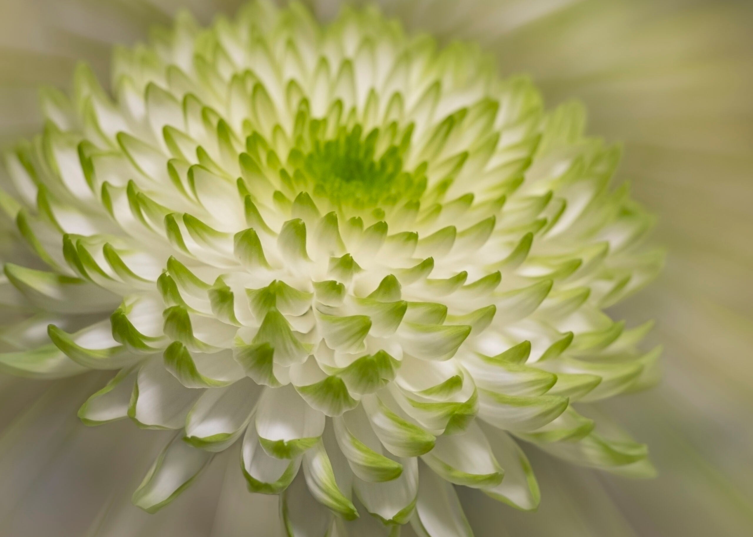 Zembla Lime – Oregon Chrysanthemums and Hostas LLC